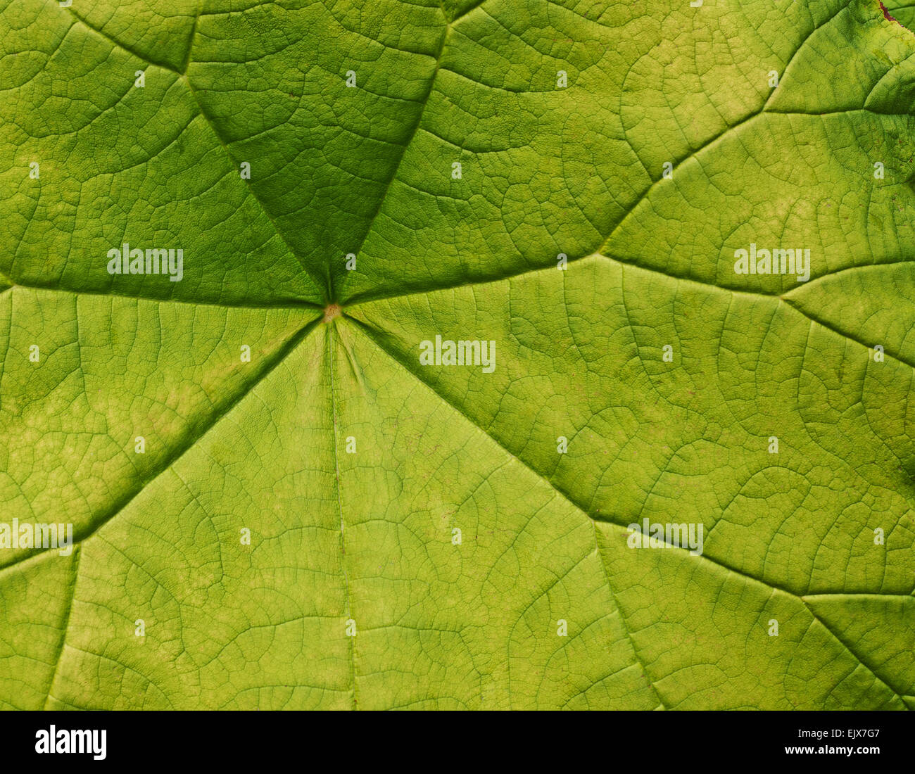 Green leave close-up Stock Photo - Alamy