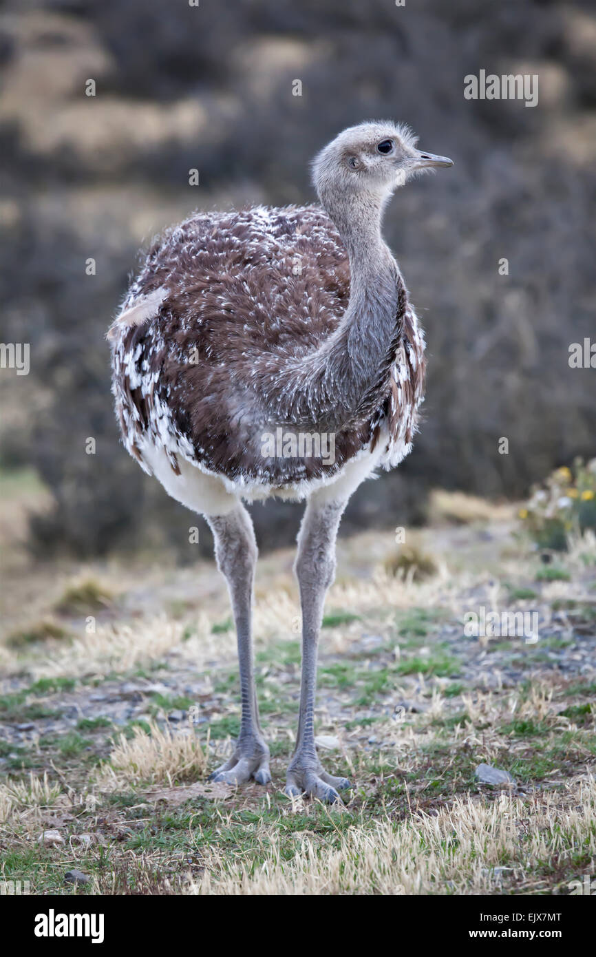 Lesser rhea hi-res stock photography and images - Alamy