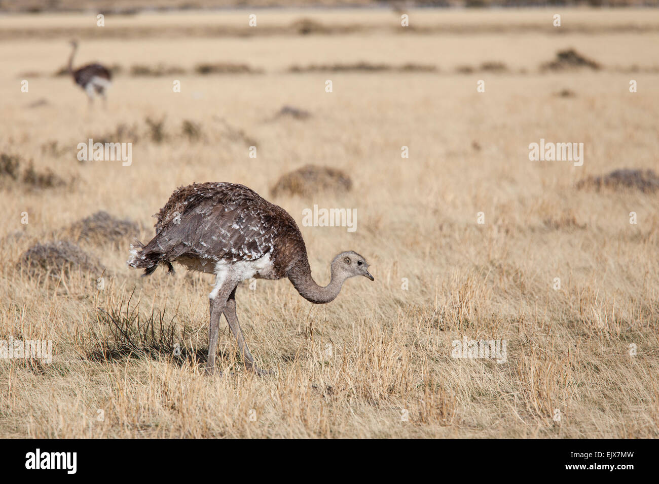 Lesser Rhea or Darwin's Rhea (Rhea pennata pennata) grazing in Southern ...