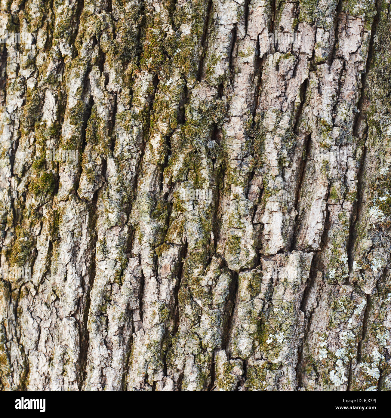 Old tree bark texture fragment Stock Photo - Alamy