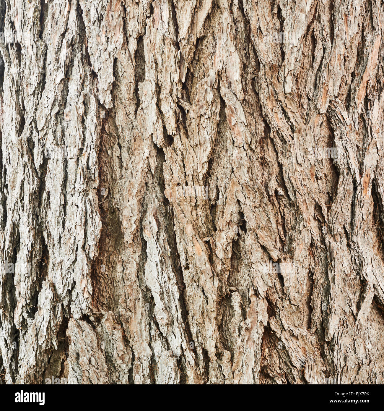 Old tree bark texture fragment Stock Photo - Alamy