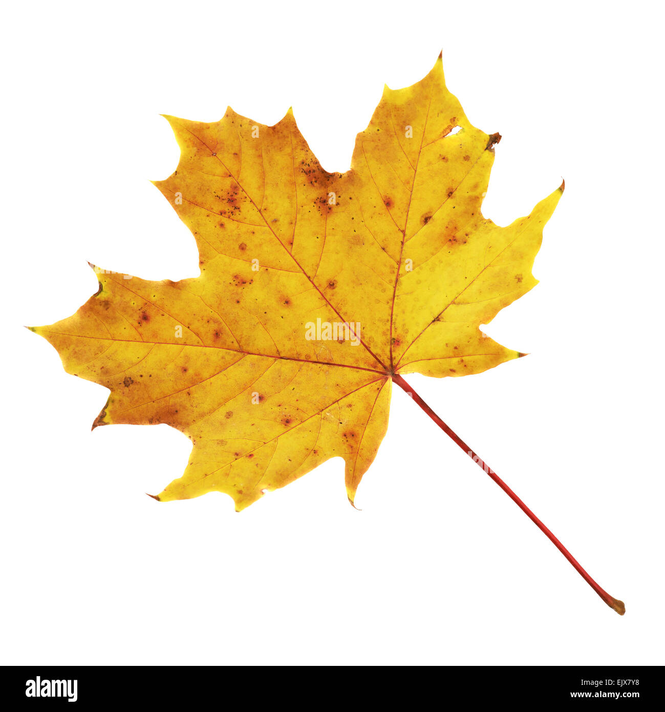 Maple-leaf isolated over white Stock Photo - Alamy