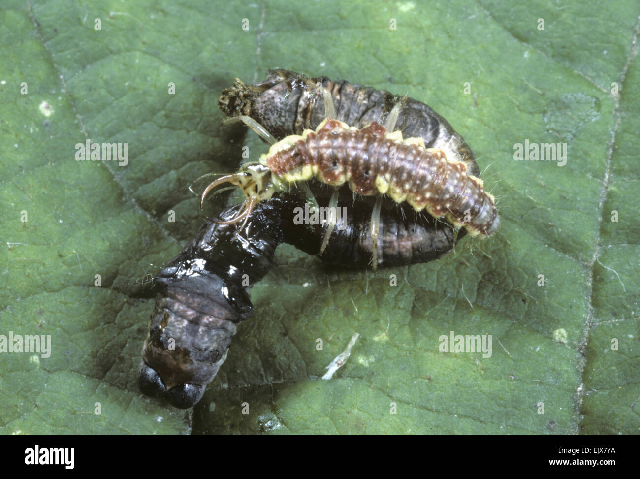 Lacewing larvae hi-res stock photography and images - Alamy