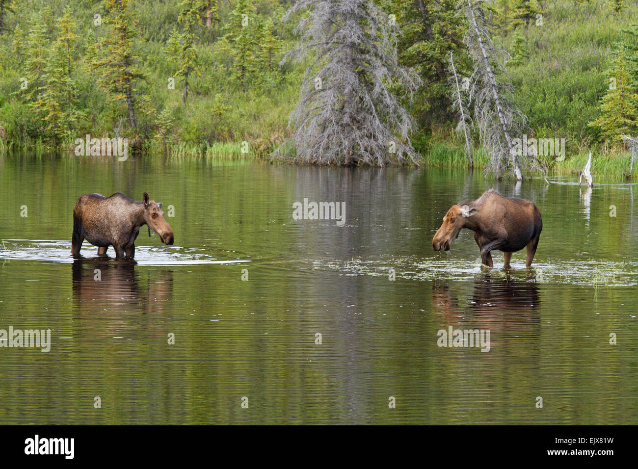 Moose (Alces americanus) interaction in Denali National Park, Alaska ...