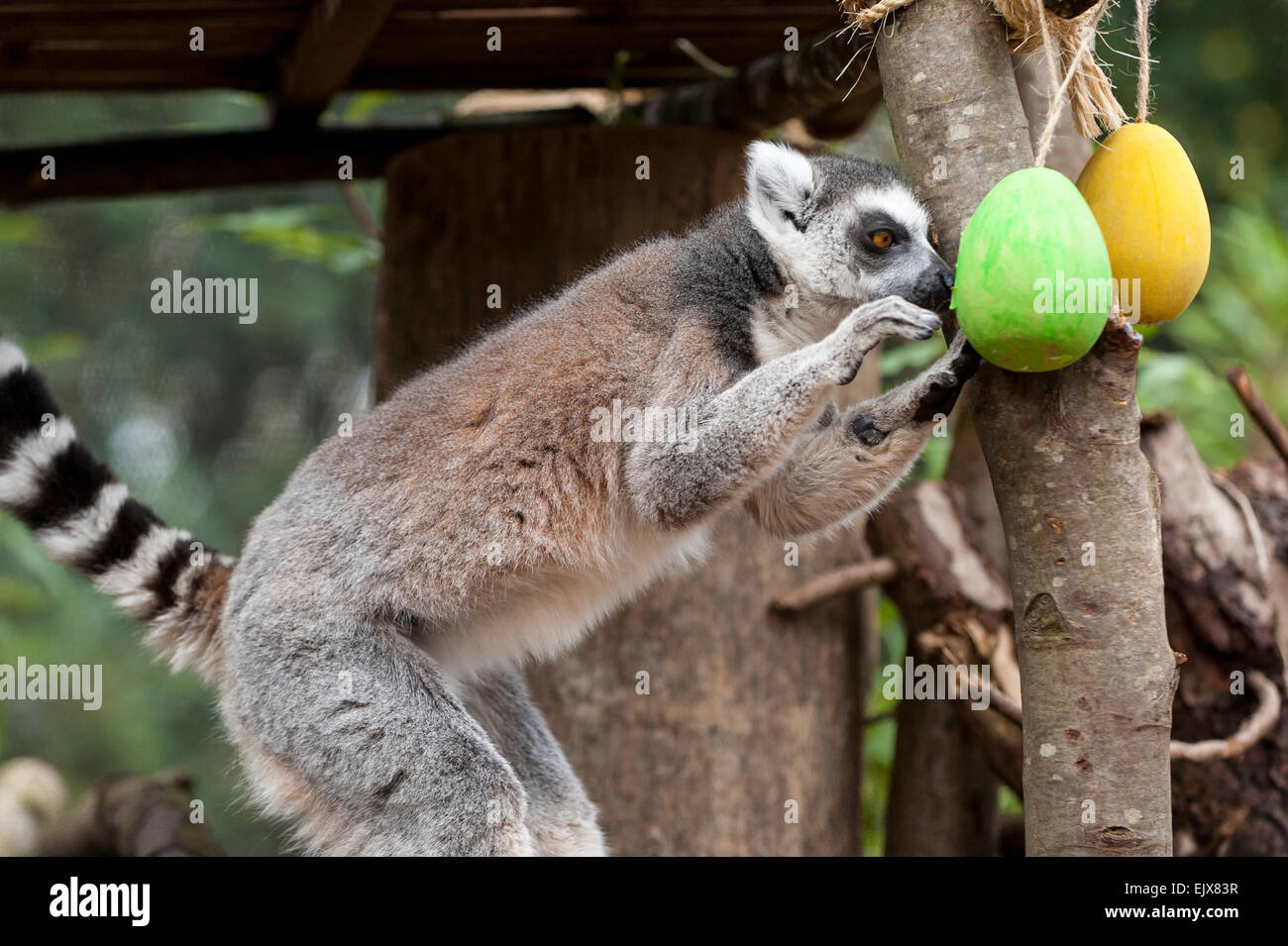 London, UK. 2 April 2015. ZSL London Zoo’s bachelor group of lemurs are ...