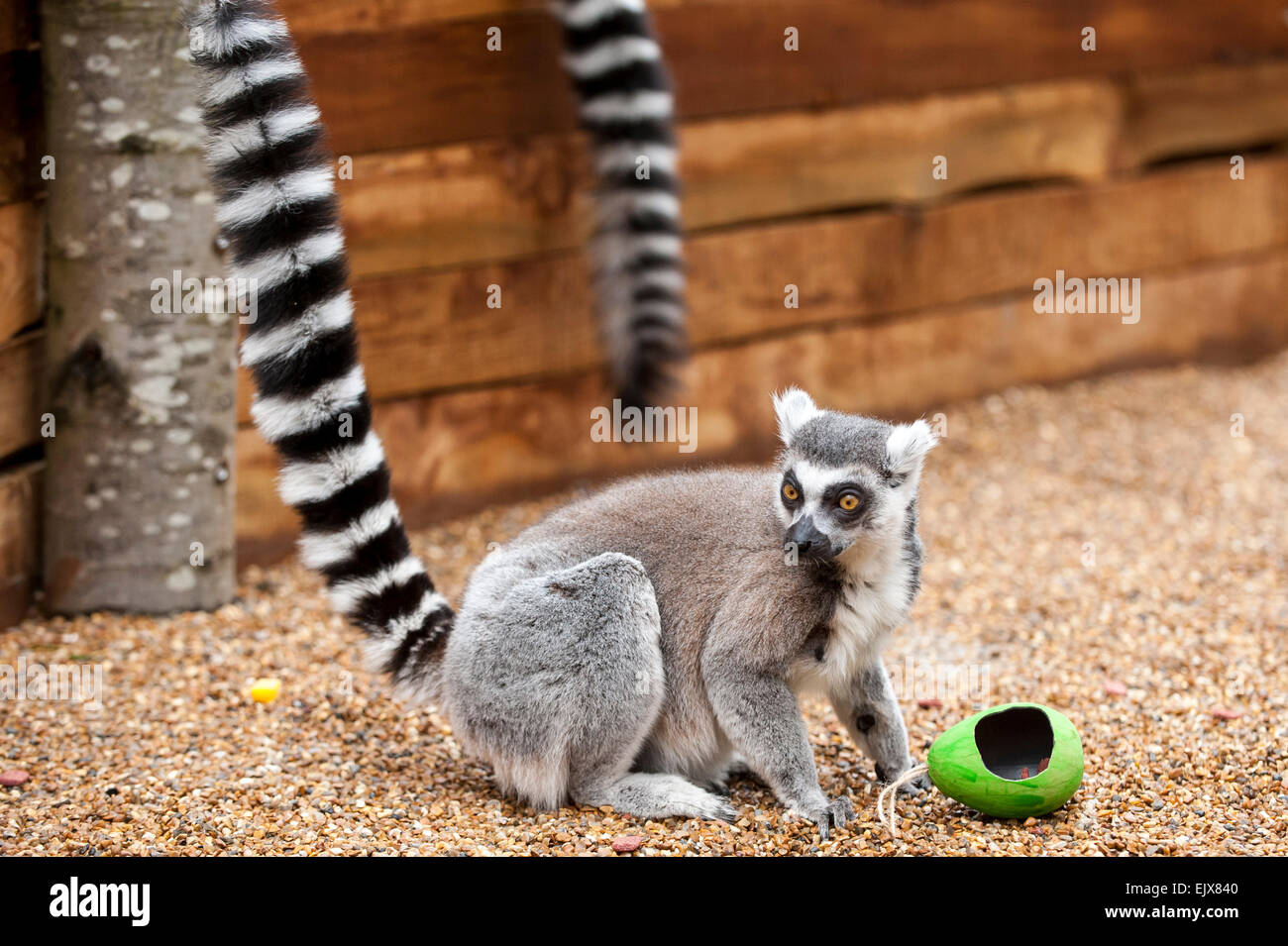 Lemur walk through enclosure hi-res stock photography and images - Alamy