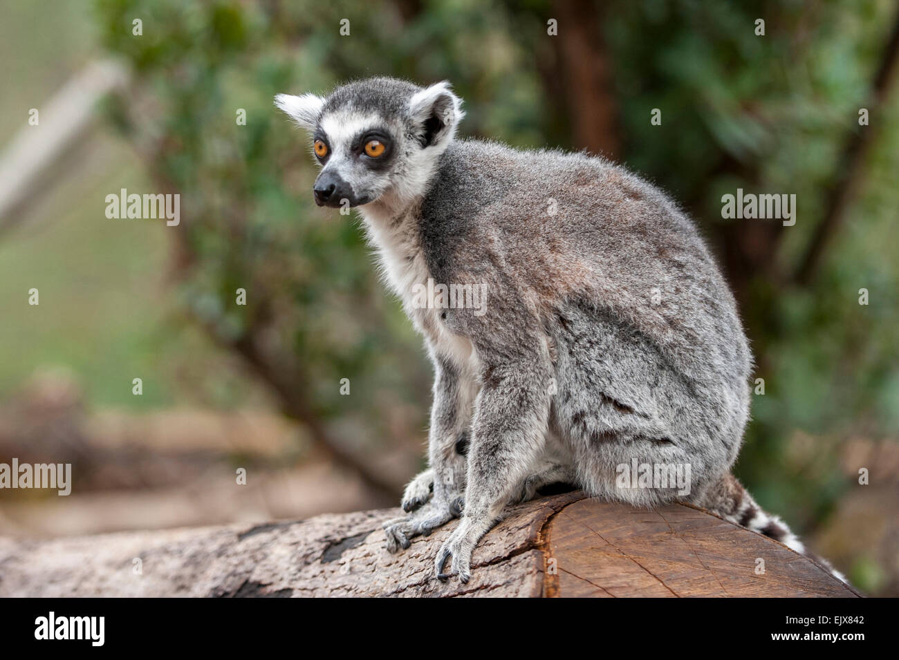Lemur walk through enclosure hi-res stock photography and images - Alamy