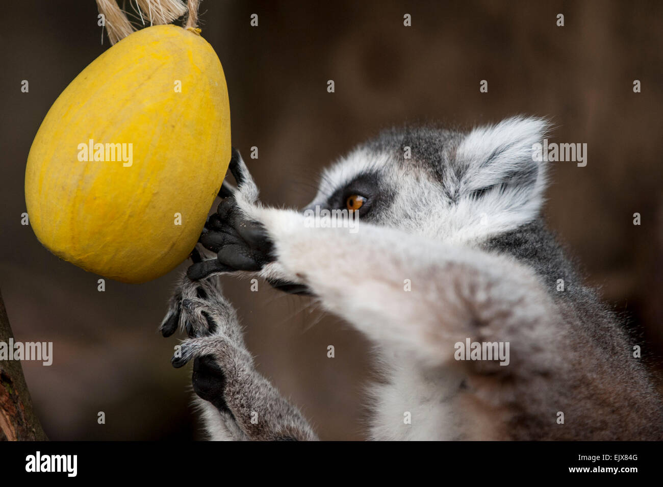 Lemur walk through enclosure hi-res stock photography and images - Alamy