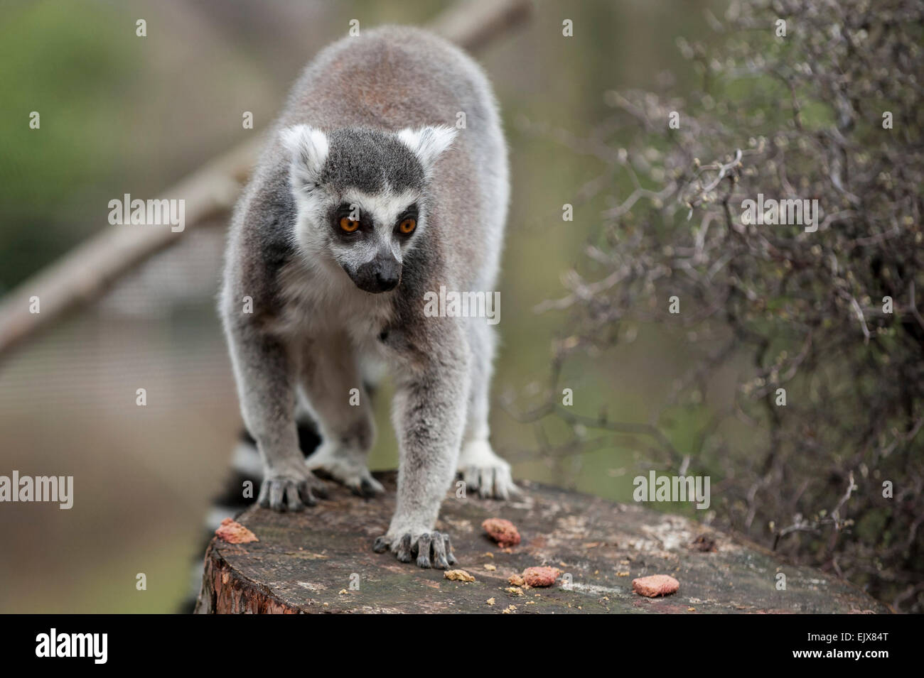 London, UK. 2 April 2015. ZSL London Zoo’s bachelor group of lemurs are ...