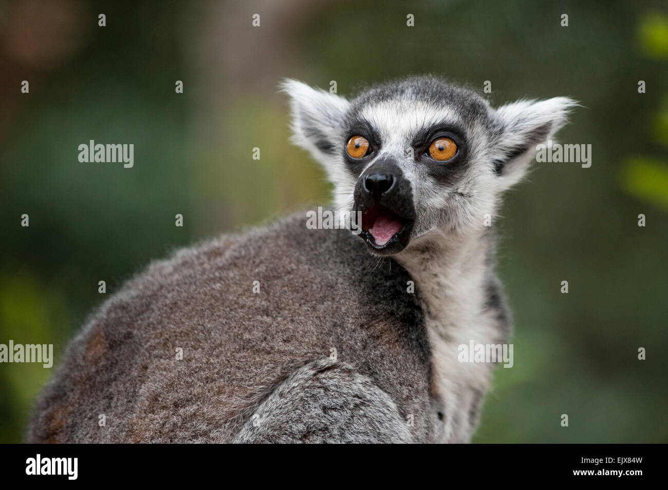 Lemur walk through enclosure hi-res stock photography and images - Alamy