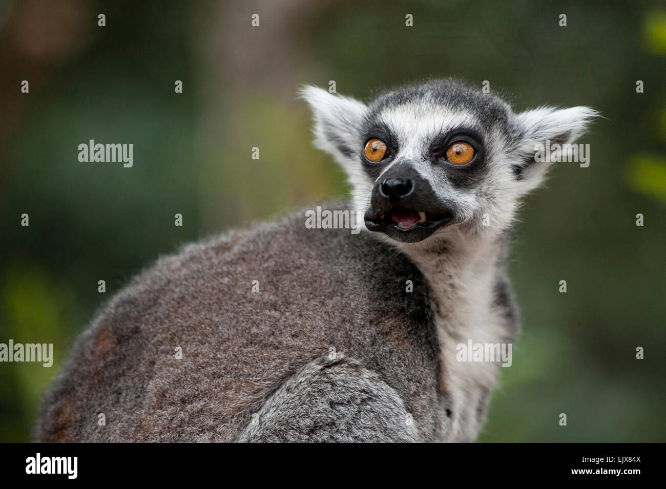 Lemur walk through enclosure hi-res stock photography and images - Alamy