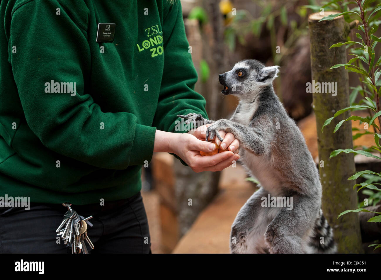 Lemur walk through enclosure hi-res stock photography and images - Alamy