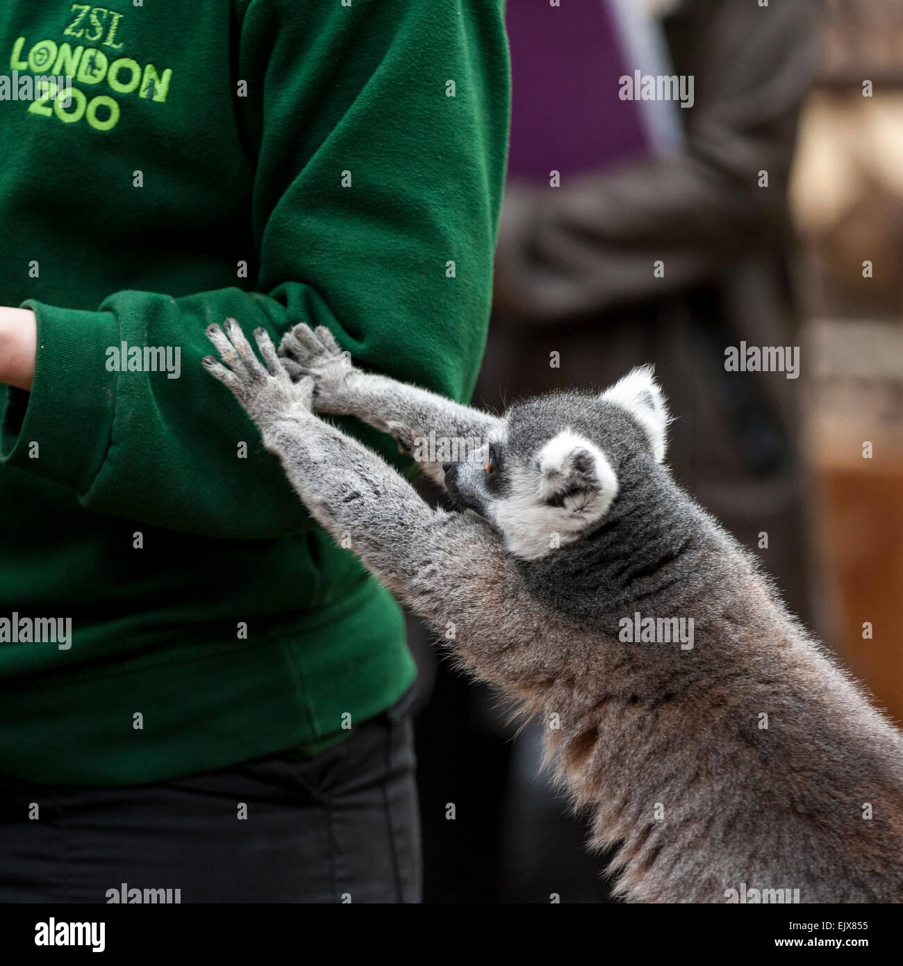 Lemur walk through enclosure hi-res stock photography and images - Alamy