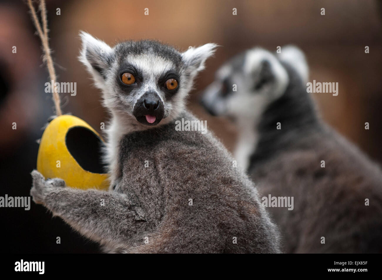 Lemur walk through enclosure hi-res stock photography and images - Alamy