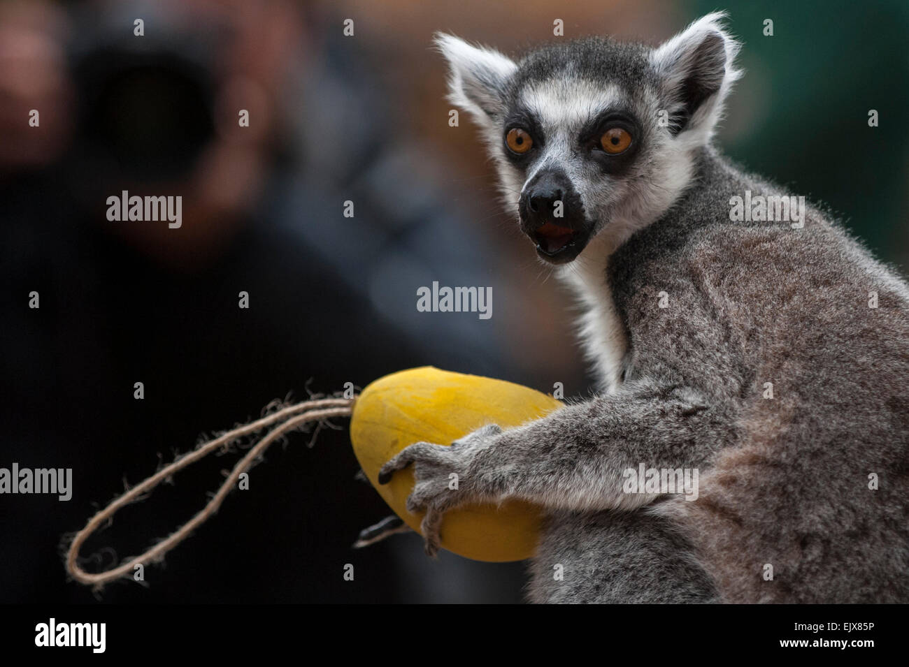 Lemur walk through enclosure hi-res stock photography and images - Alamy
