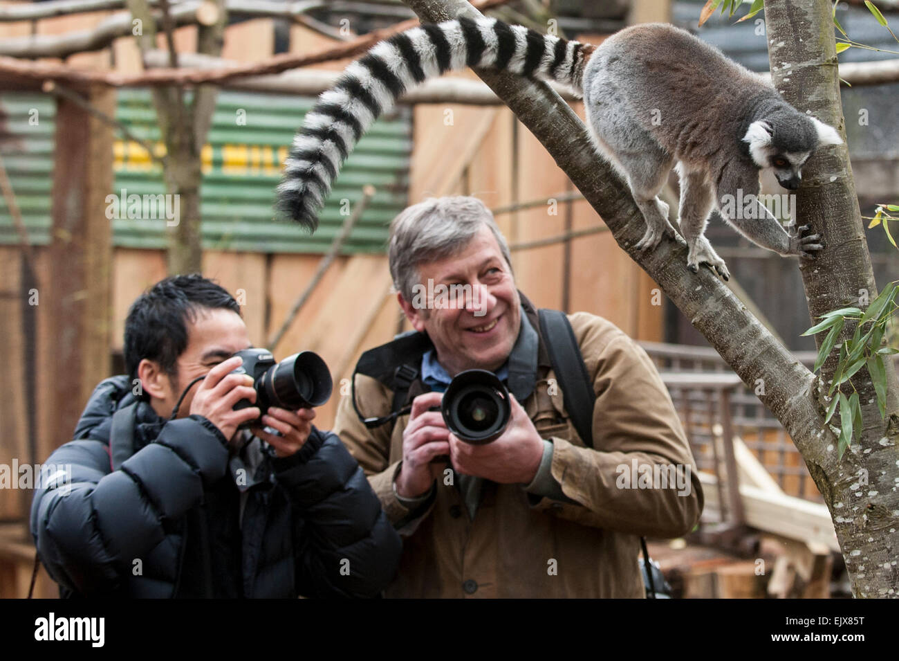 In new walk through lemur enclosure london zoo hi-res stock photography ...