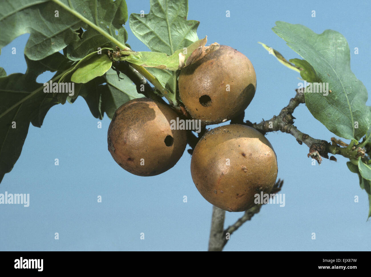 Oak Marble Gall Stock Photos & Oak Marble Gall Stock Images - Alamy