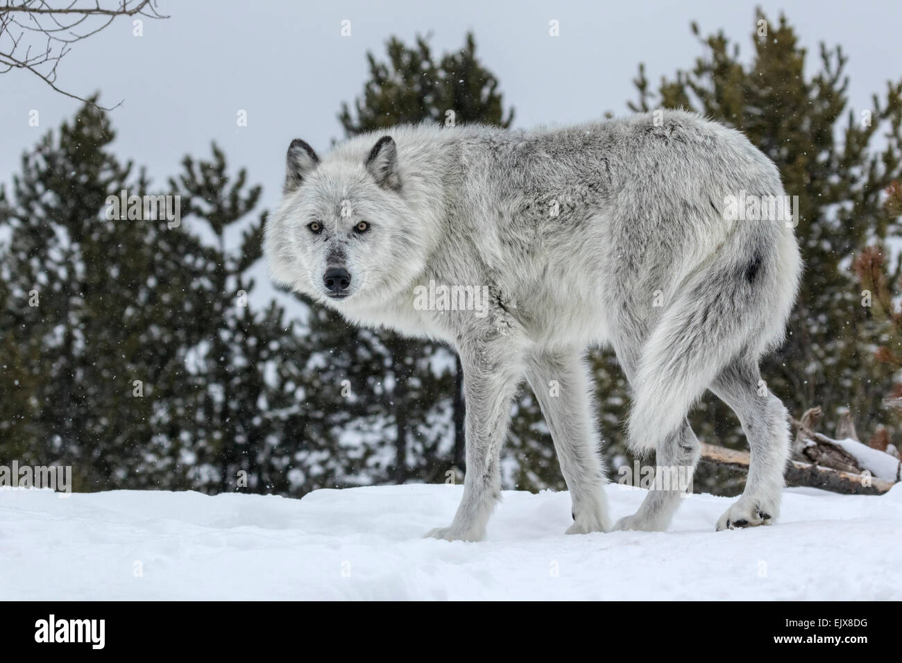 Timber wolf in winter hi-res stock photography and images - Alamy