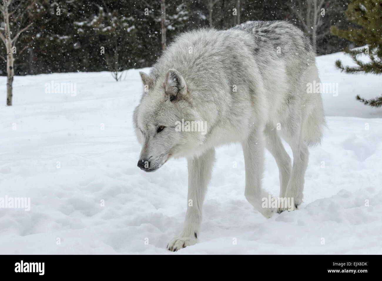 Grey wolf walking snow hi-res stock photography and images - Alamy