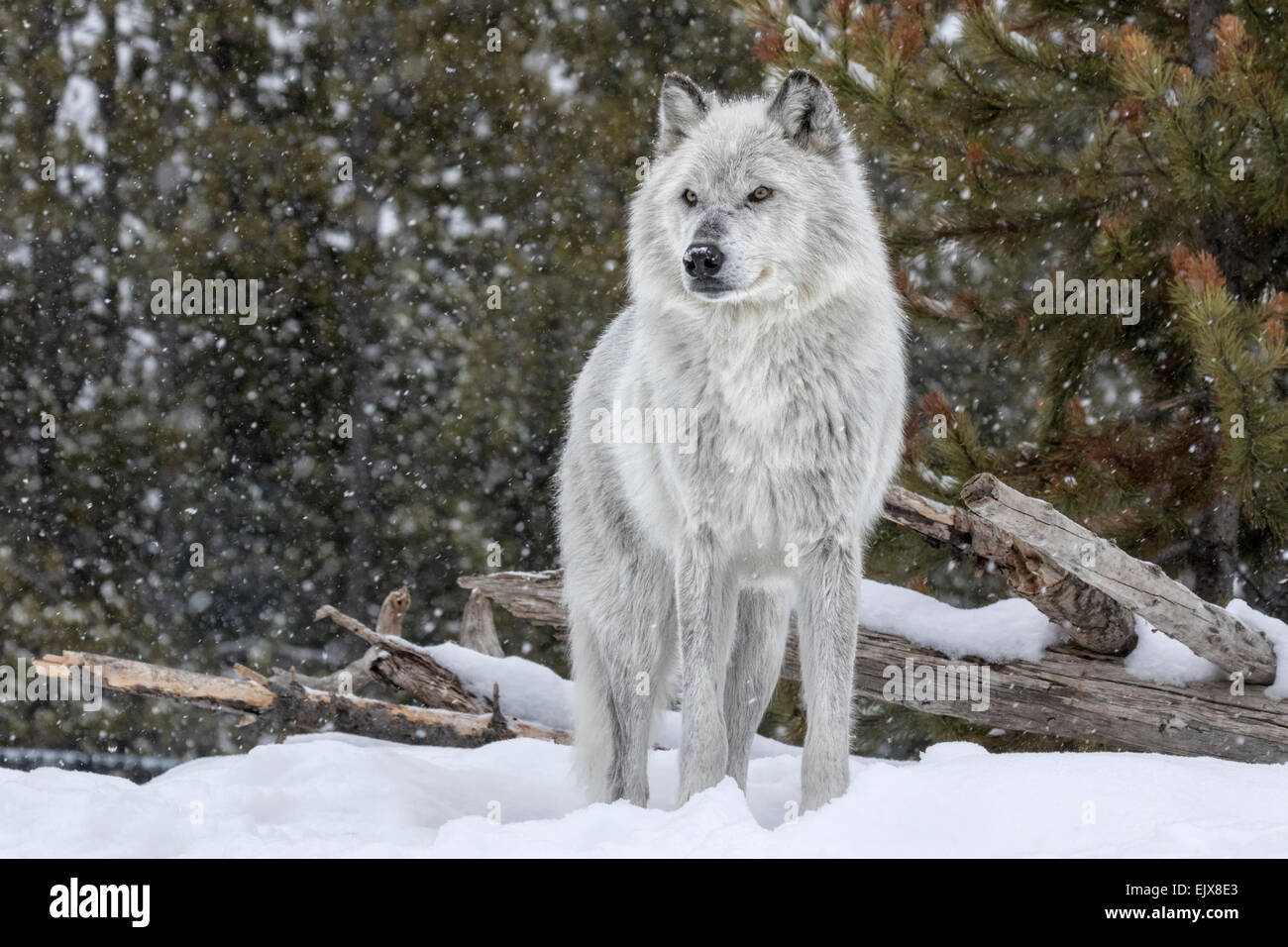 Gray Wolf in winter snow Stock Photo - Alamy