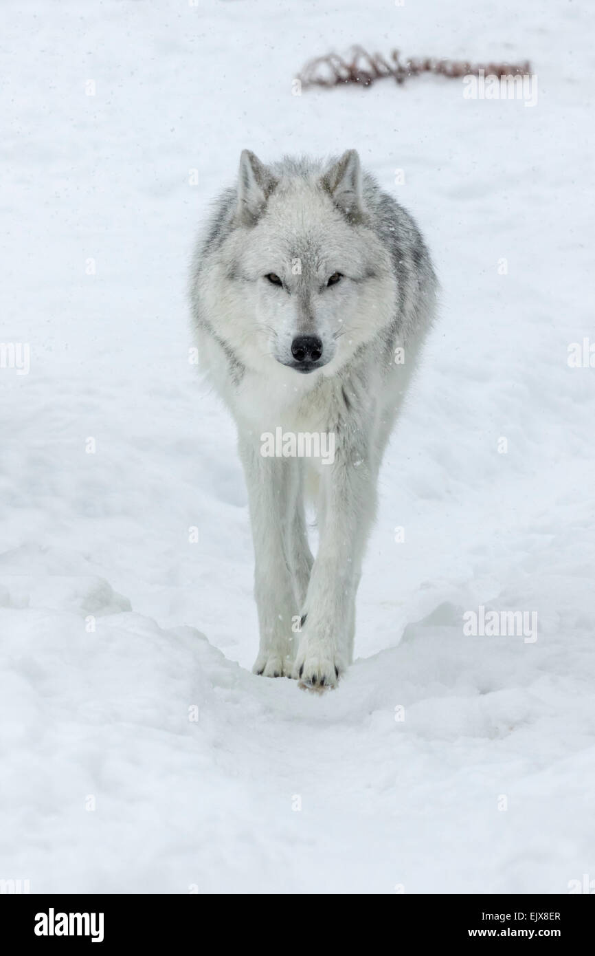 Gray Wolf in winter snow Stock Photo - Alamy