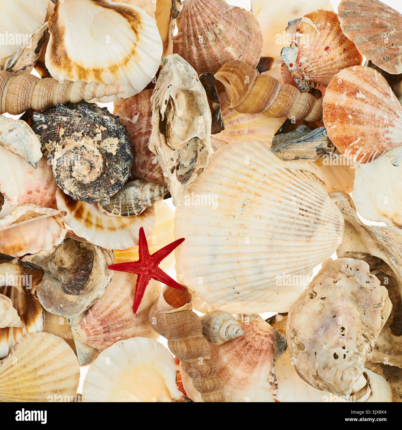 Covered with scallop shells hi-res stock photography and images - Alamy