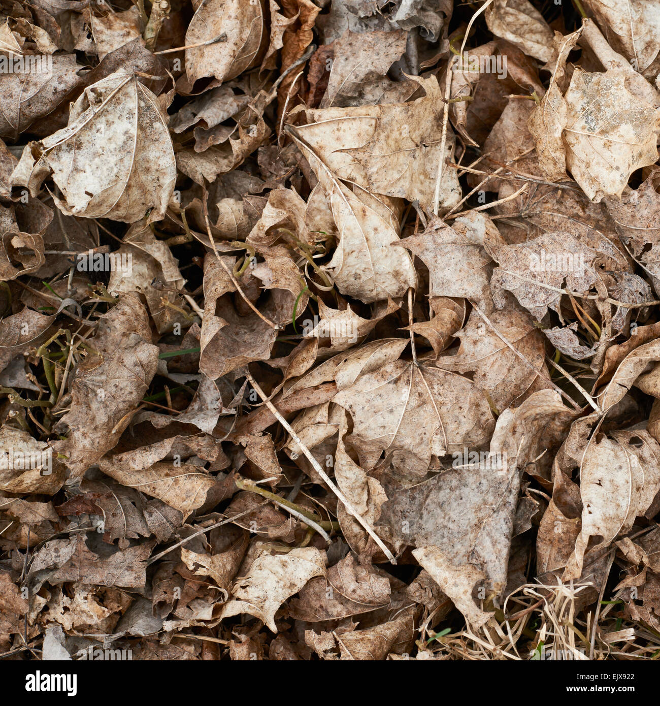 Old brown leaves hi-res stock photography and images - Alamy