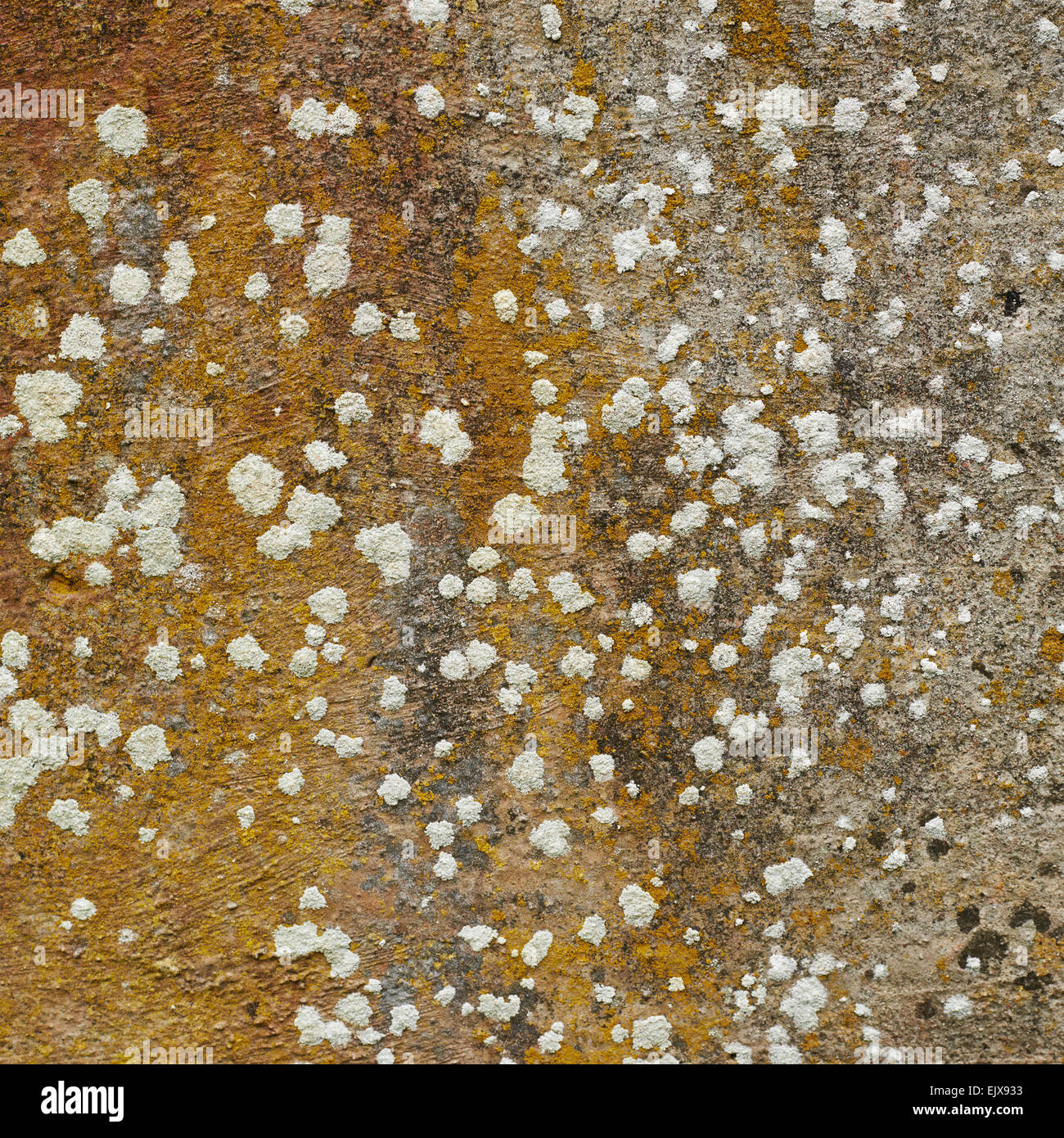Concrete fragment covered with fungus Stock Photo - Alamy