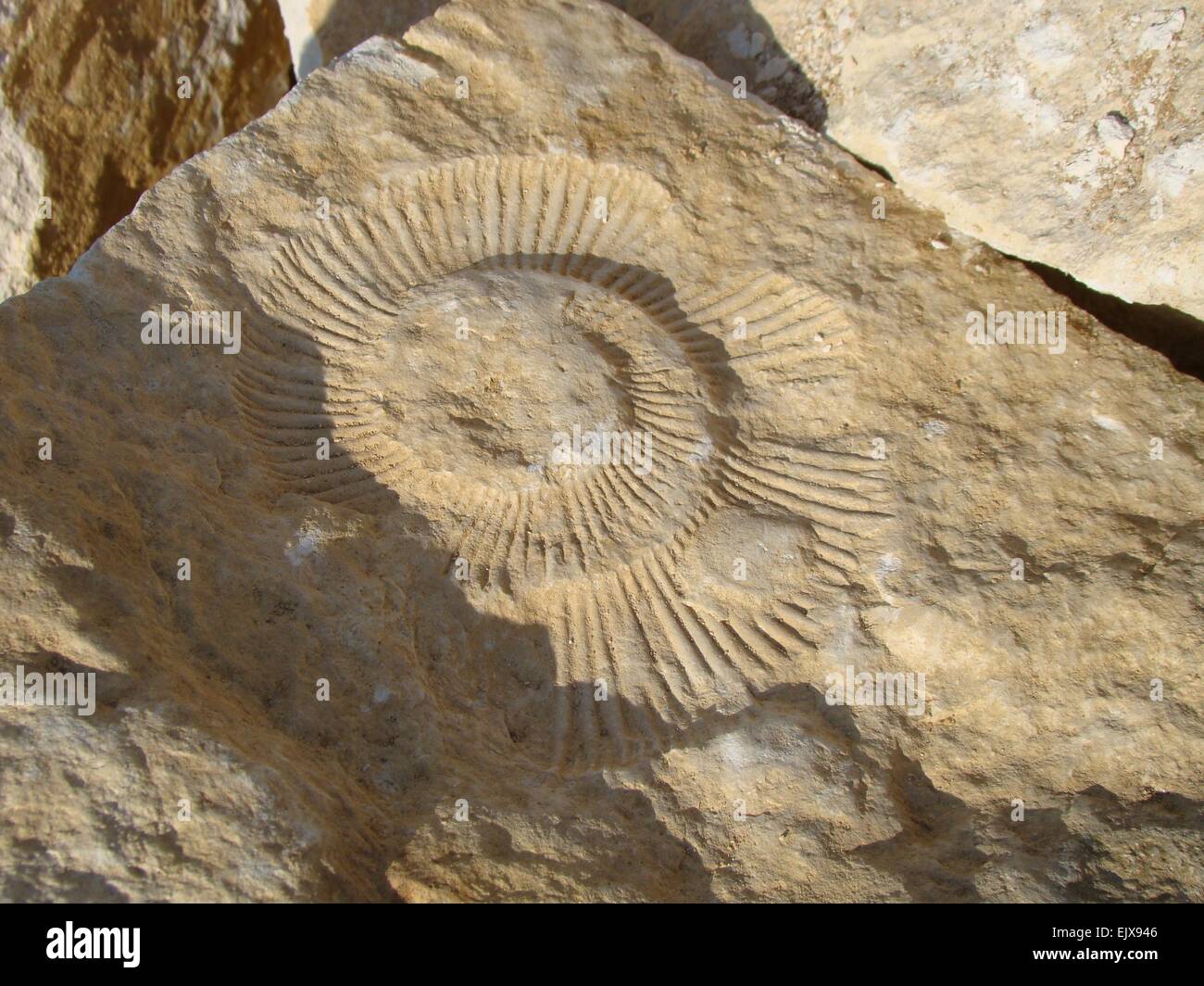 Trace Fossil High Resolution Stock Photography and Images - Alamy