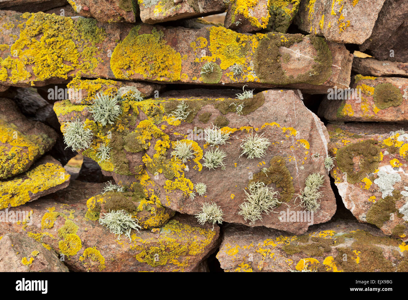 Close up of a stone wall in Scotland Stock Photo - Alamy