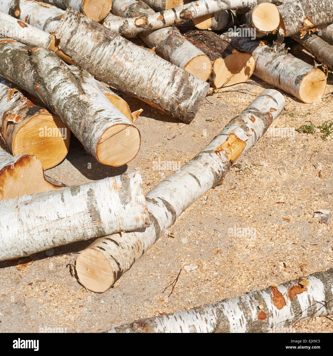 Birch tree logs Stock Photo - Alamy