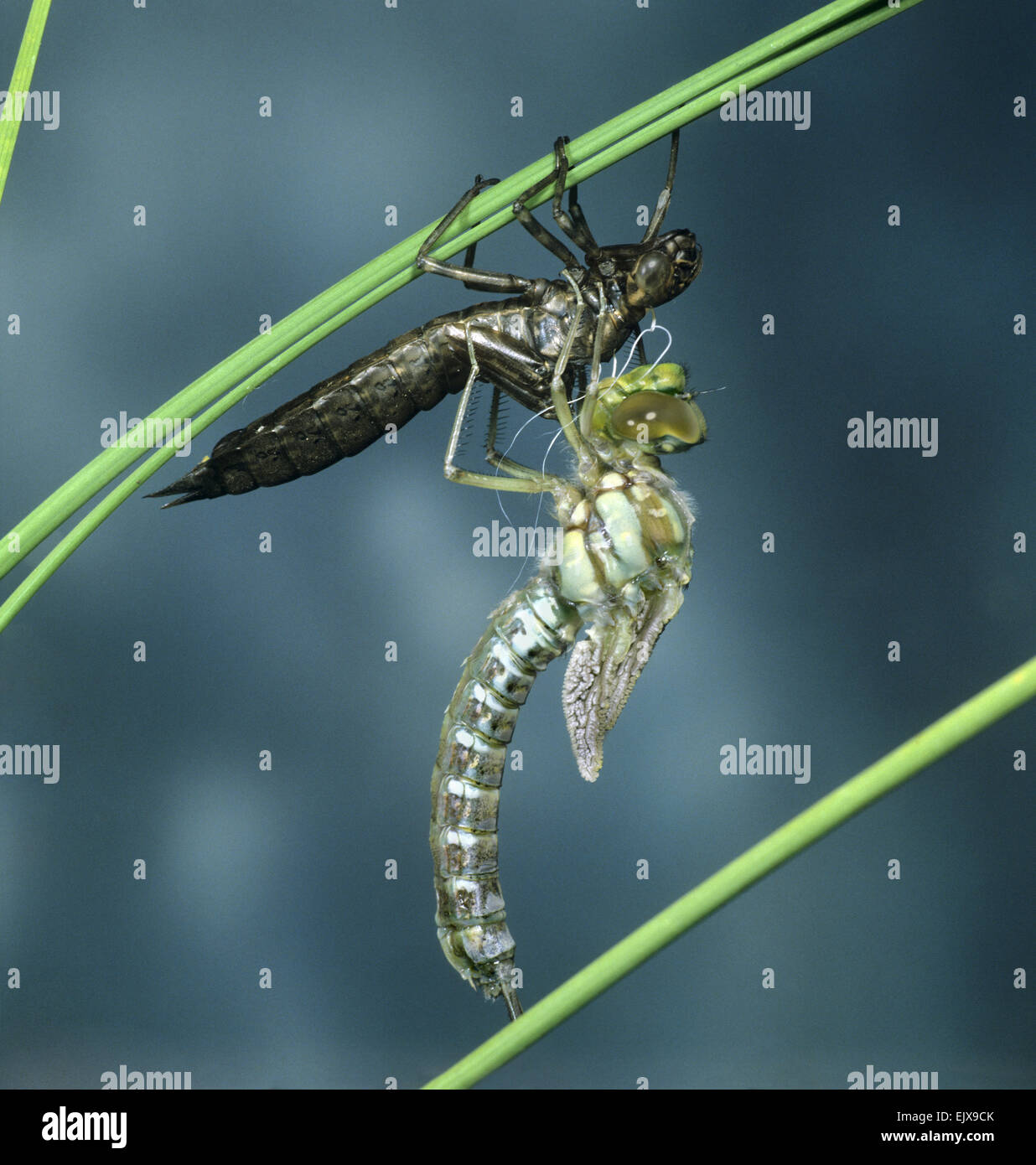 Papu Emerging From Nymph