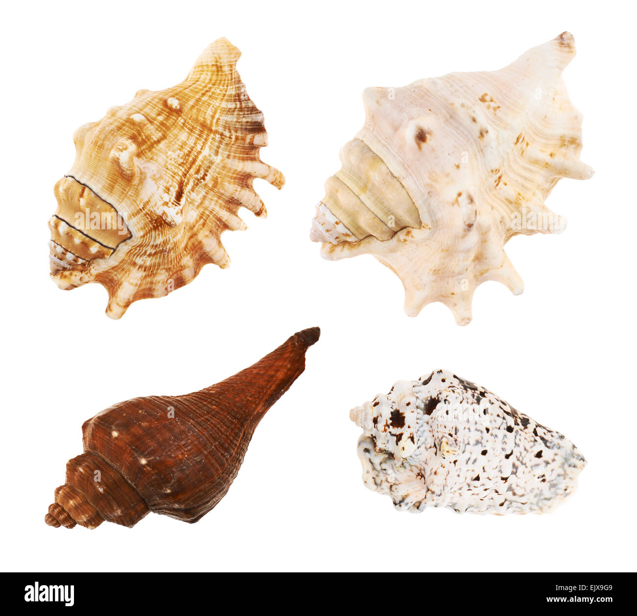 Multiple wildlife Cut Out Stock Images & Pictures - Alamy