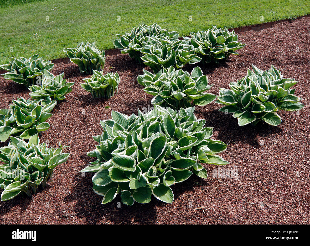 HOSTA FRANCEE. PLANTAIN LILY Stock Photo - Alamy