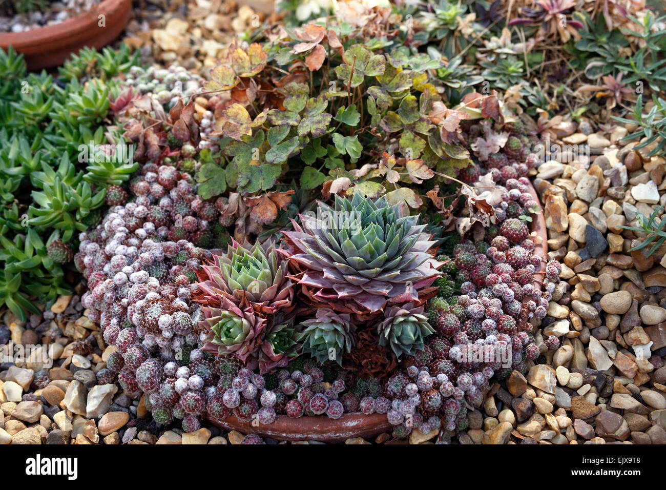 SEMPERVIVUM. HOUSELEEK GROWING IN AN ALPINE TROUGH Stock Photo - Alamy