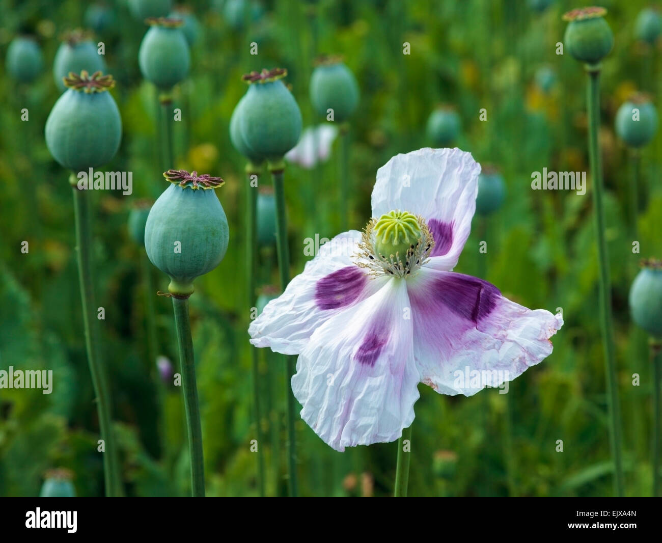 Medicinal opium poppies (Papaver Somniferum) being cultivated in the ...