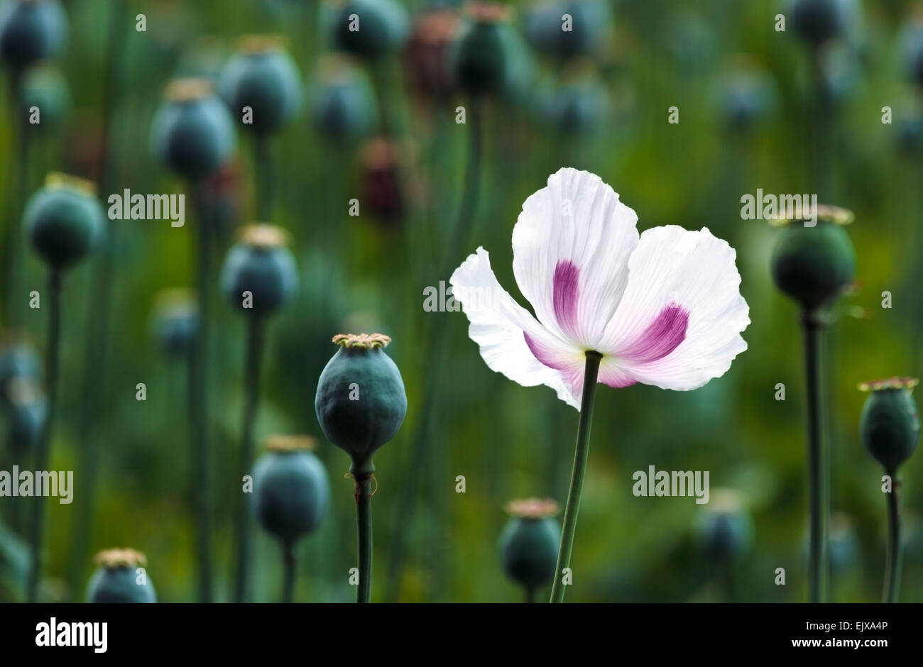Medicinal opium poppies (Papaver Somniferum) being cultivated in the ...