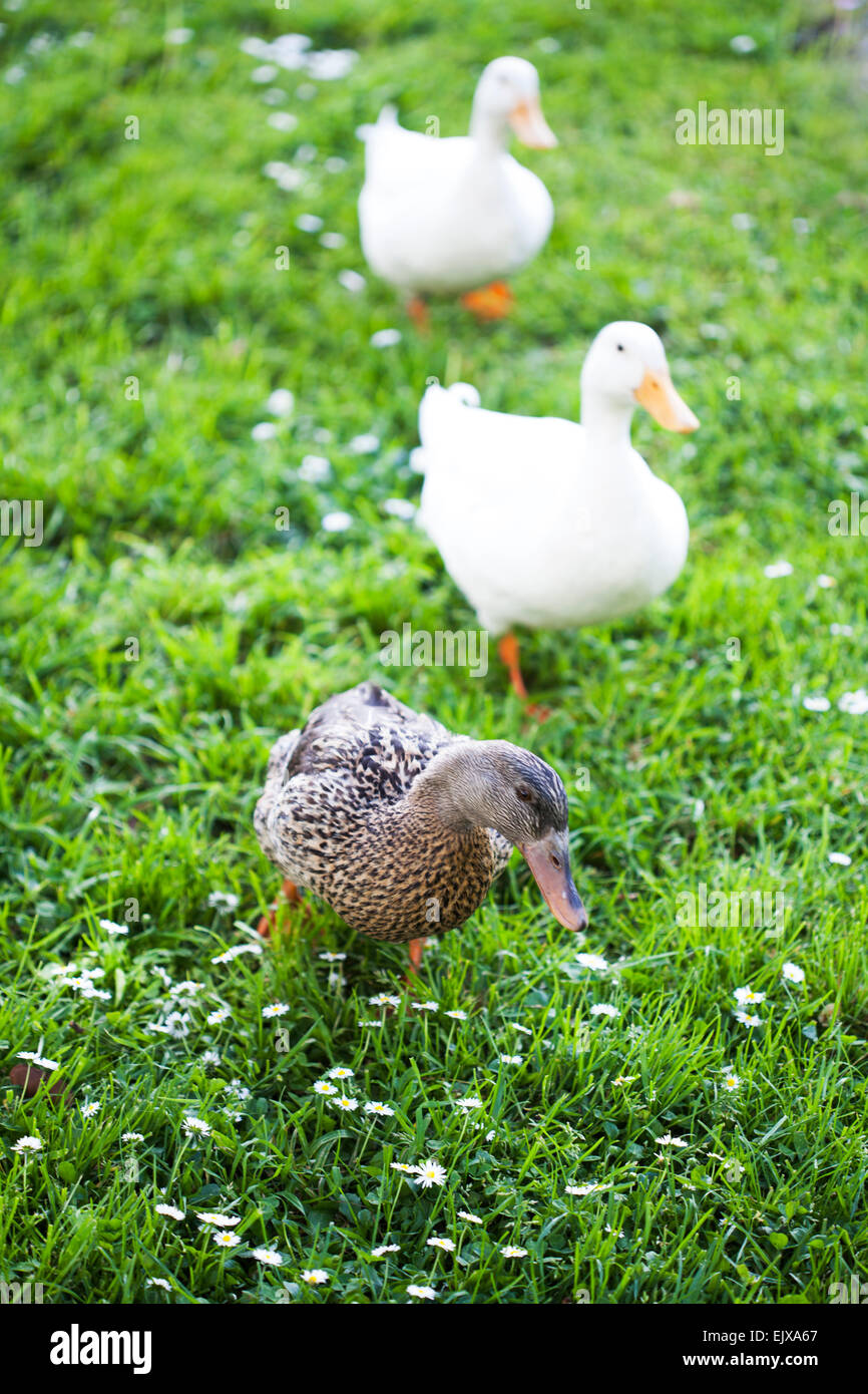 Ducks row hi-res stock photography and images - Alamy