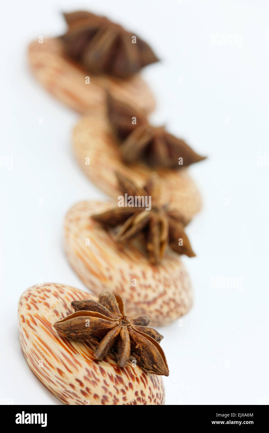 Star Anise displayed in a contemporary style Jane Ann Butler ...