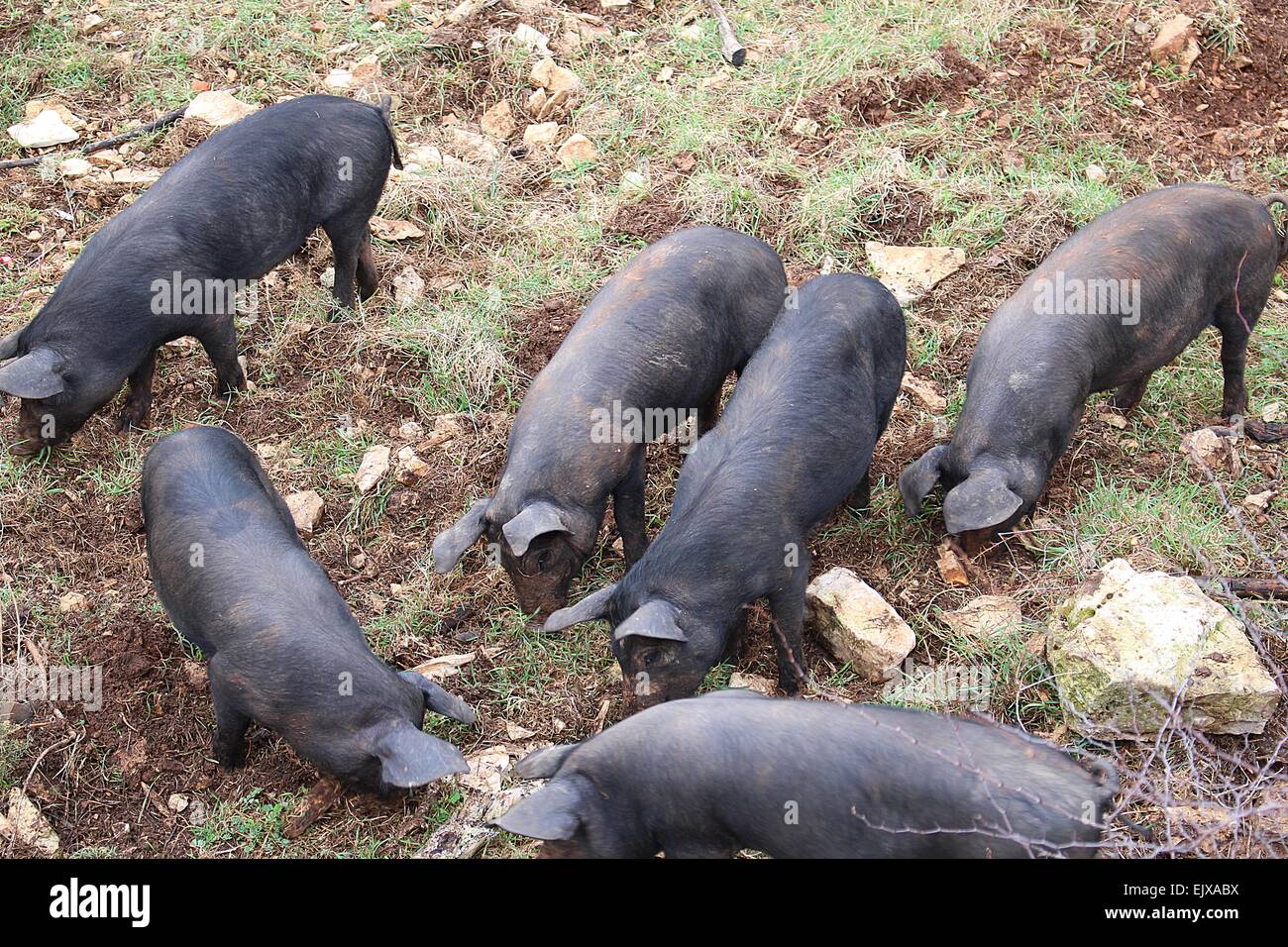 Drove Of Pigs High Resolution Stock Photography and Images - Alamy
