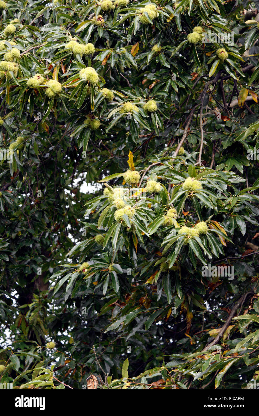Chestnut cases hi-res stock photography and images - Alamy