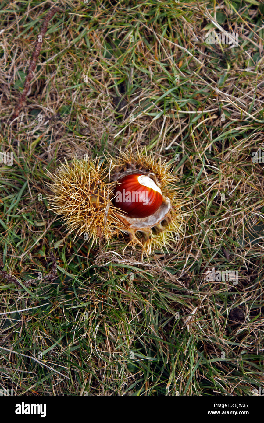 Chestnut spiky pod hi-res stock photography and images - Alamy