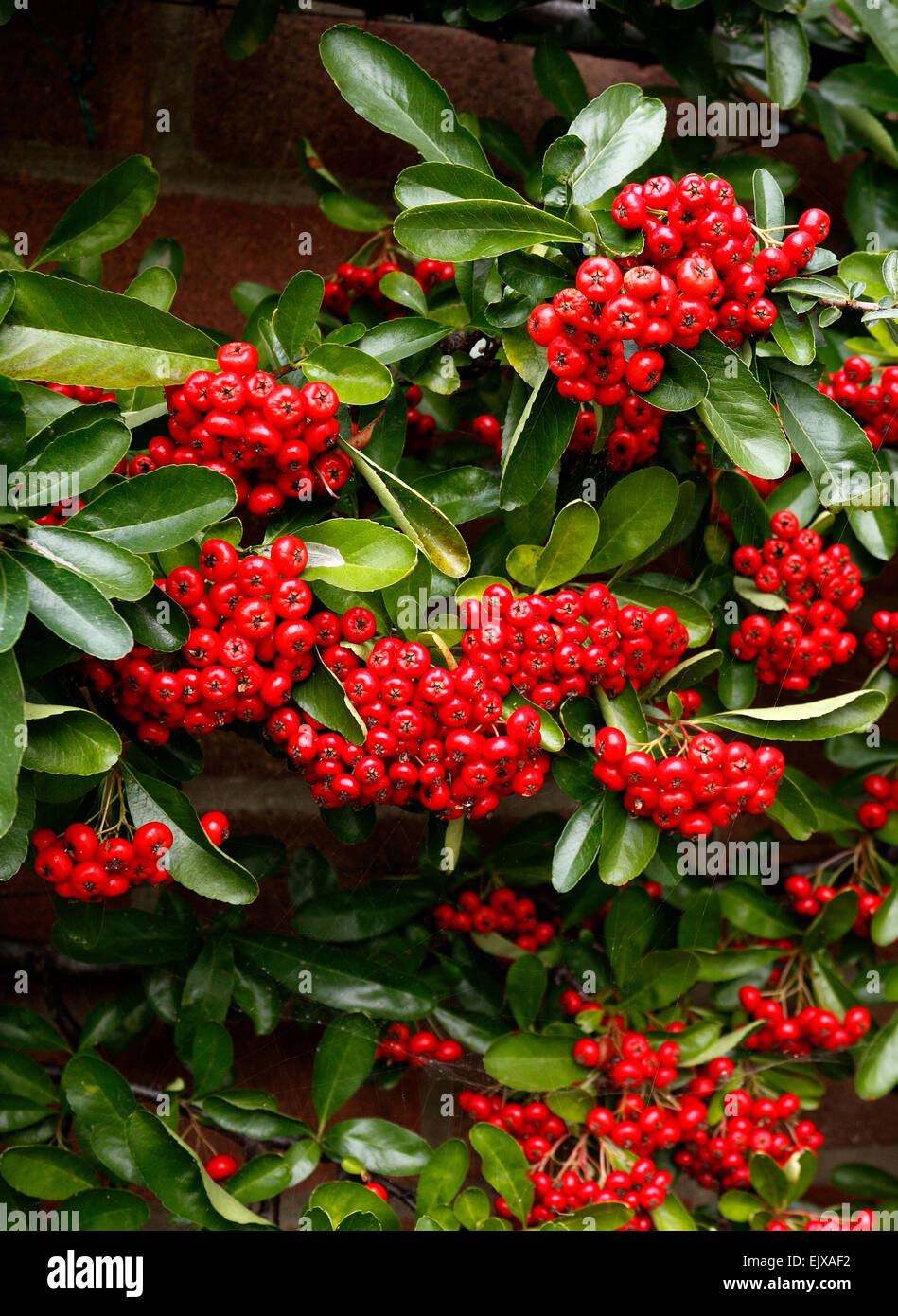PYRACANTHA MOHAVE. FIRETHORN Stock Photo - Alamy