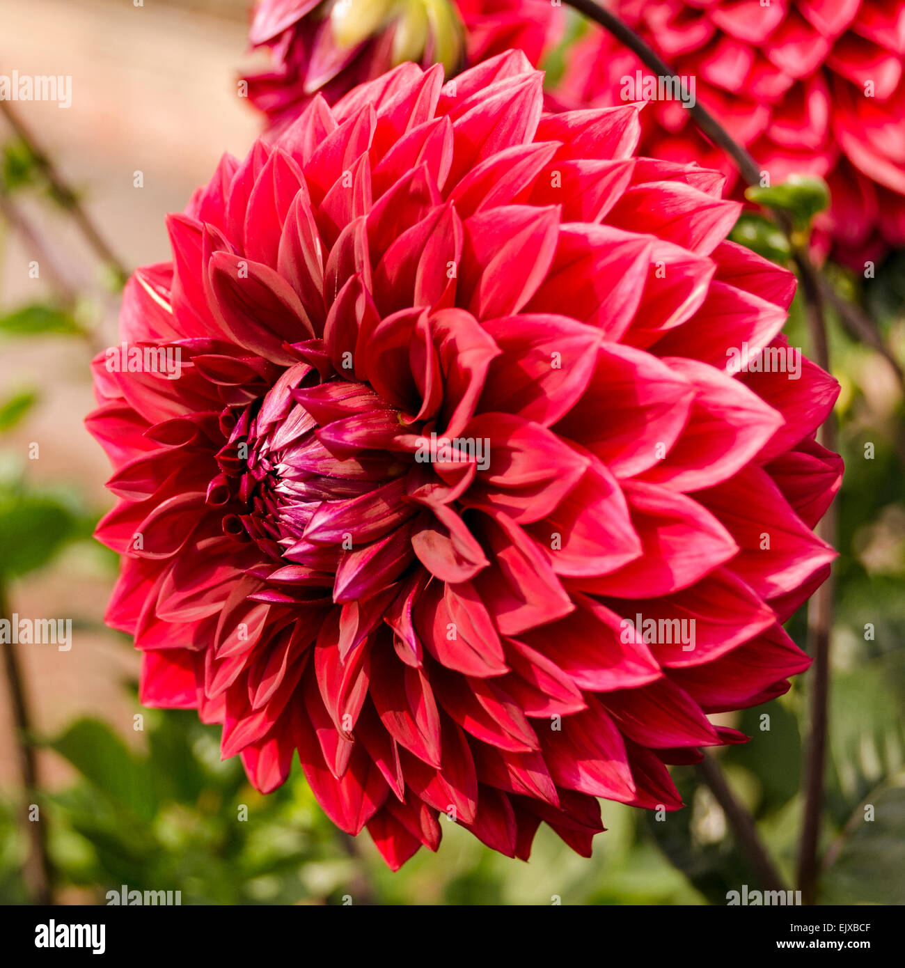 Dahlia deep red flower hi-res stock photography and images - Alamy