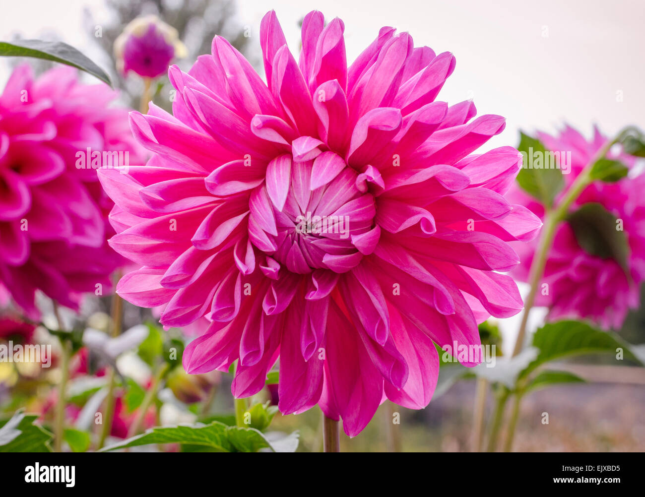 Single large blooms dahlias hi-res stock photography and images - Alamy