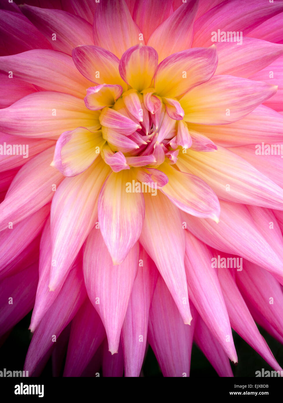 Soft pink spiky dahlia flower hi-res stock photography and images - Alamy