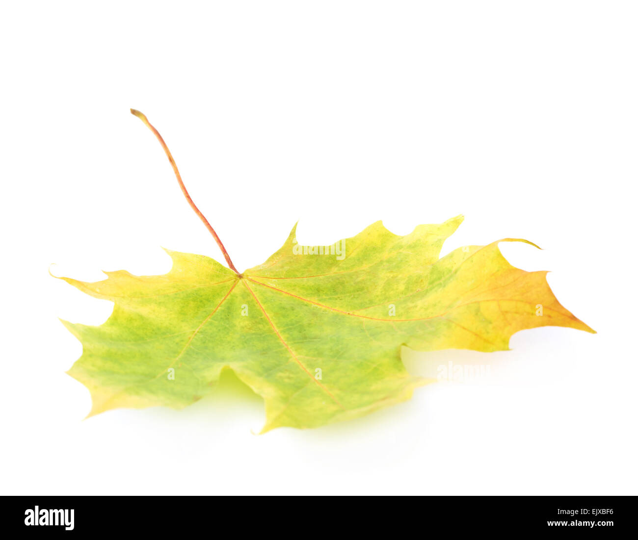 Green autumn maple leaf isolated Stock Photo - Alamy