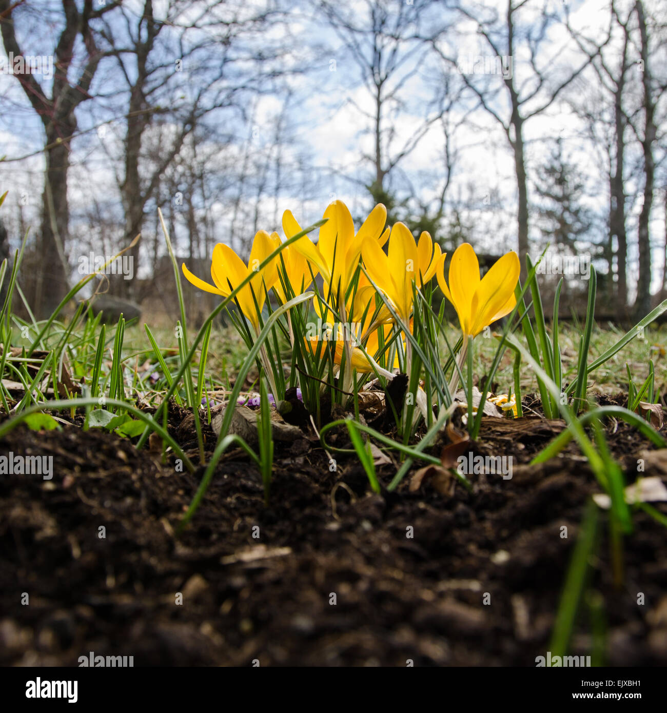 Low perspective image of a yellow shiny crocuses group in a garden ...