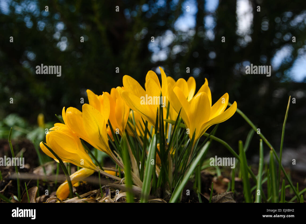 Shiny yellow crocus group in a garden at natural dark green background ...