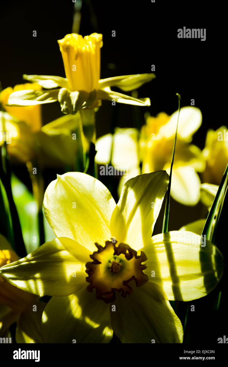 Inside Details of Daffodil flower under bright sun rays Stock Photo - Alamy